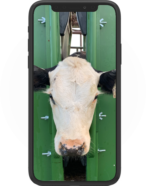 CattleTracs | Tracking Cattle - Cattletracs.com